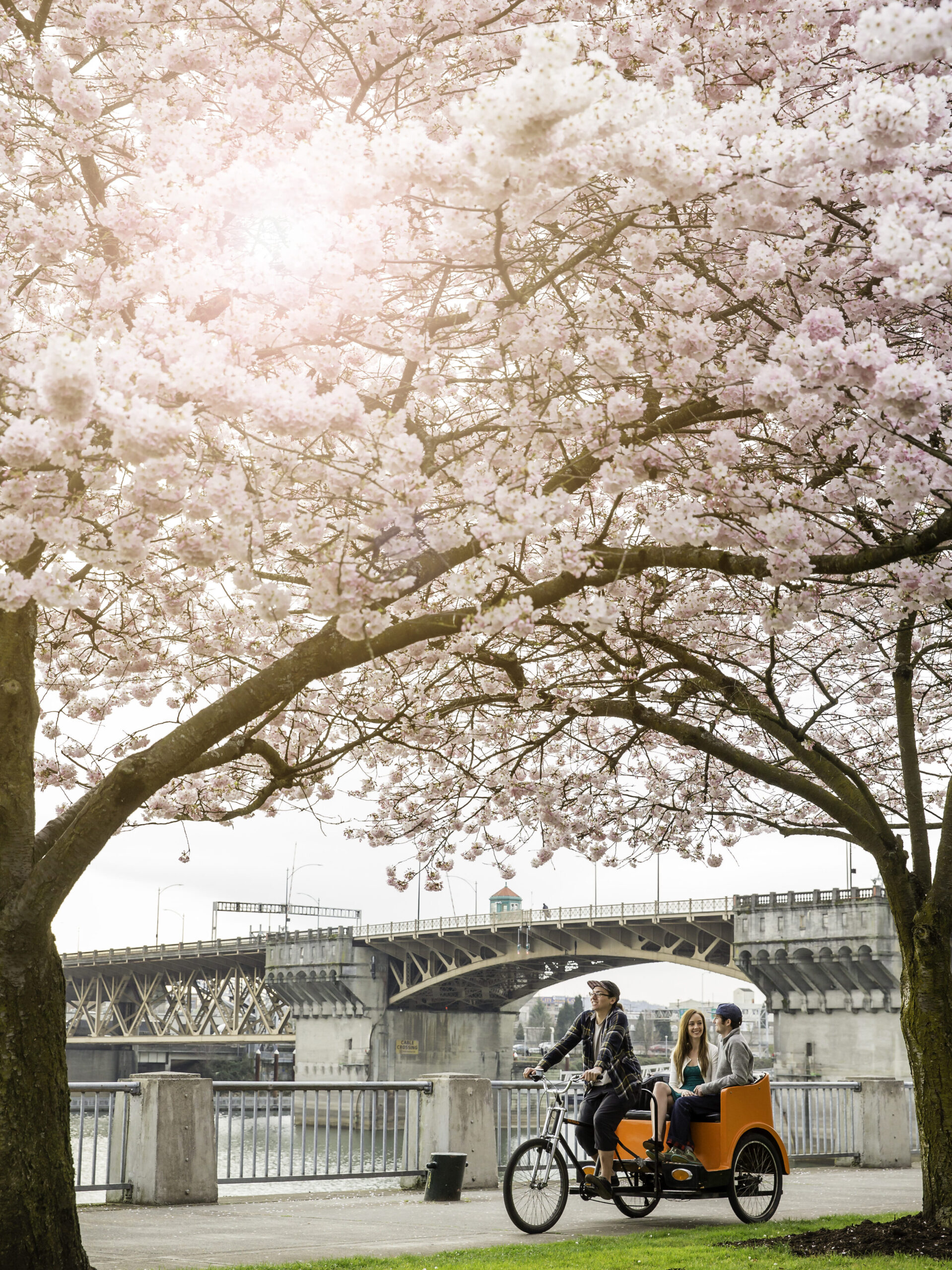 Portland Cherry Blossoms PHOTOS: Portland's Cherry Blossoms Welcome